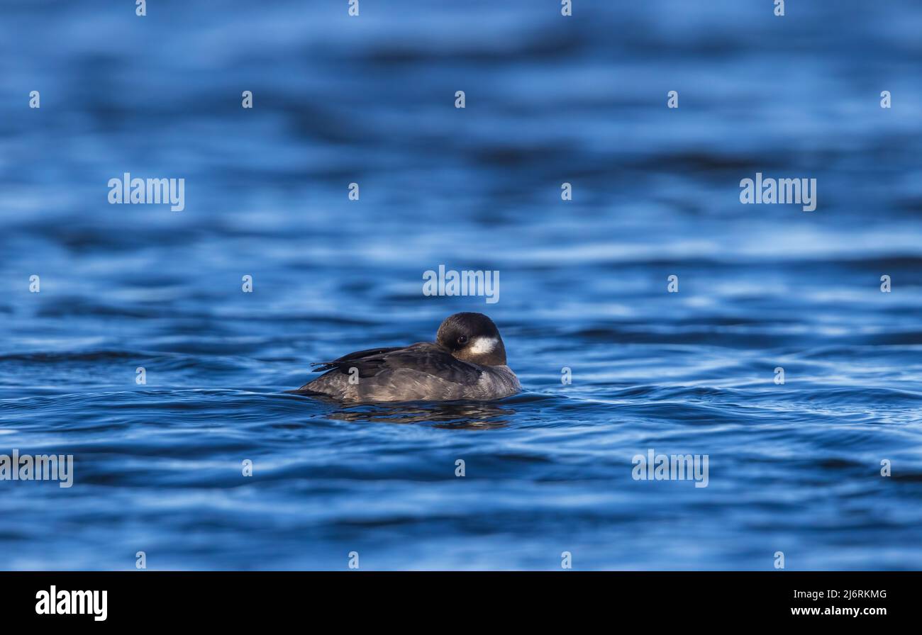 Hen bufflehead resting in a northern Wisconsin lake Stock Photo - Alamy