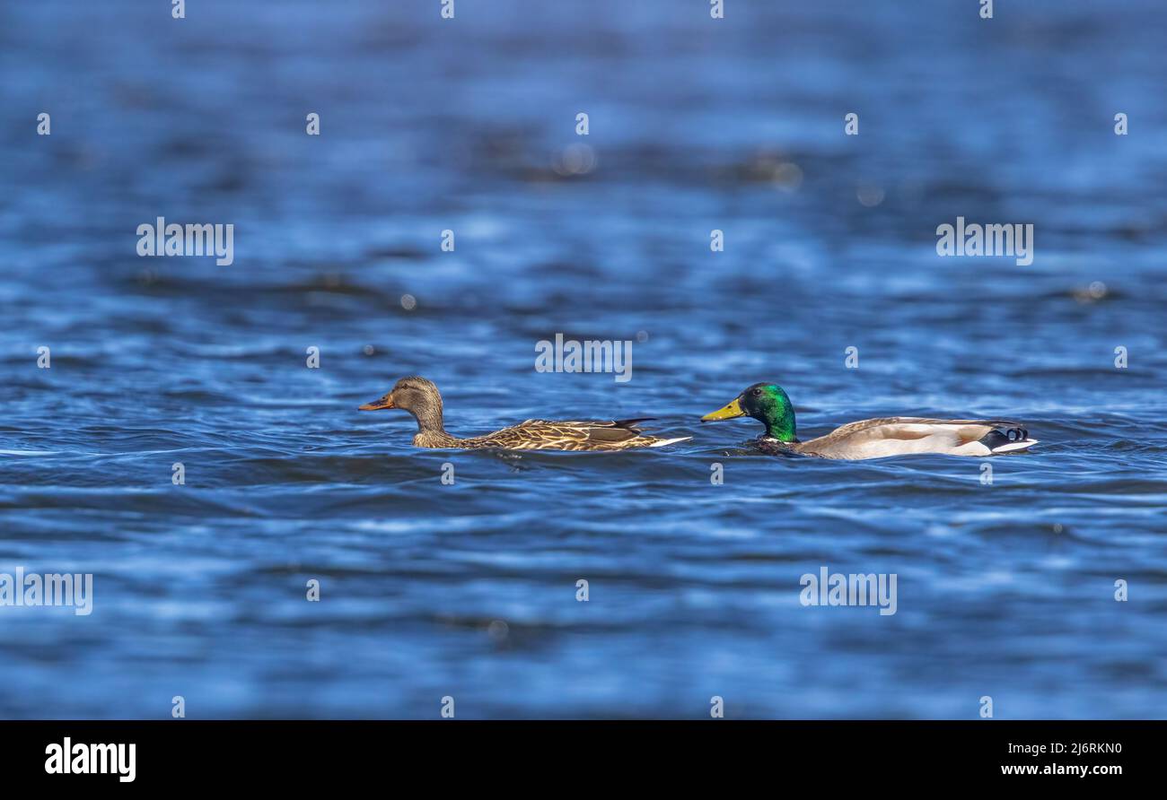 Breeding pair of mallards hi-res stock photography and images - Alamy