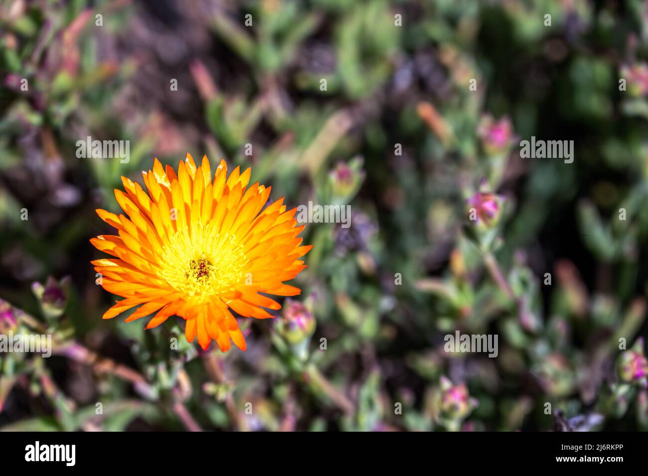 Vivid orange flower hi-res stock photography and images - Alamy