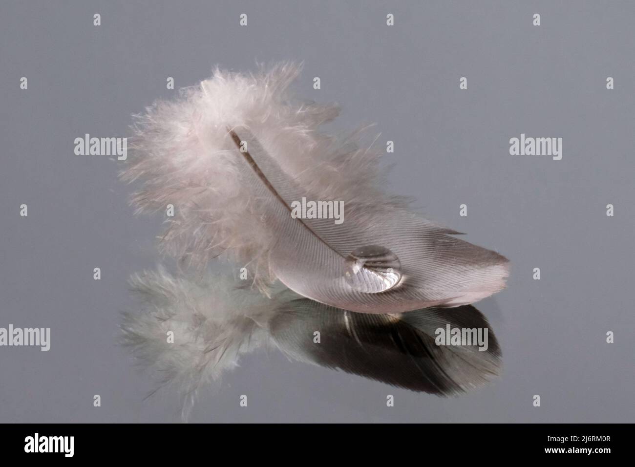 Grey bird feather reflection drop. Light airy soft feather with ...