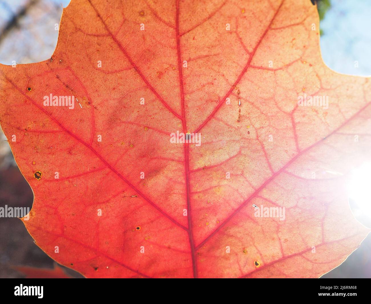 Macro of Tulip Tree leaf in the fall showing veins back light sun Stock ...