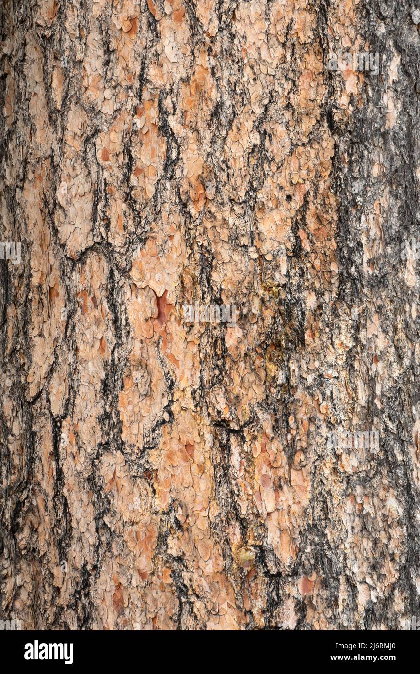 Limber pine (Pinus flexilis) bark, Craters of the Moon National ...