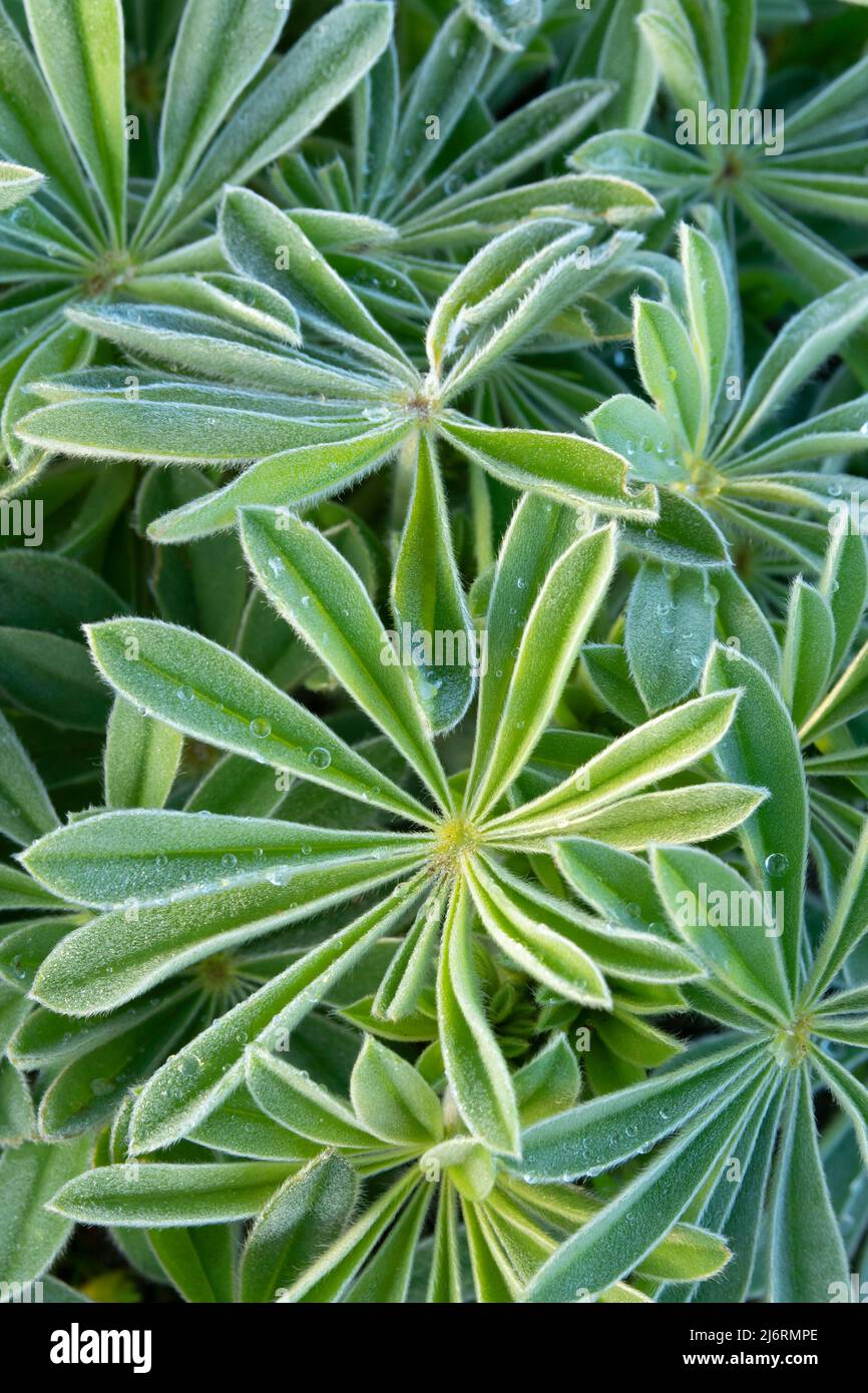 Lupine leaves, Tom McCall Preserve, Columbia River Gorge National ...