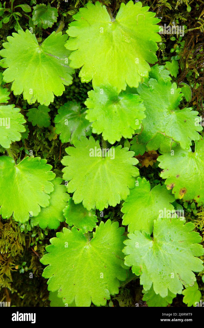 Wood Saxifrage (Saxifraga mertensiana) on Trail of Ten Falls, Silver ...