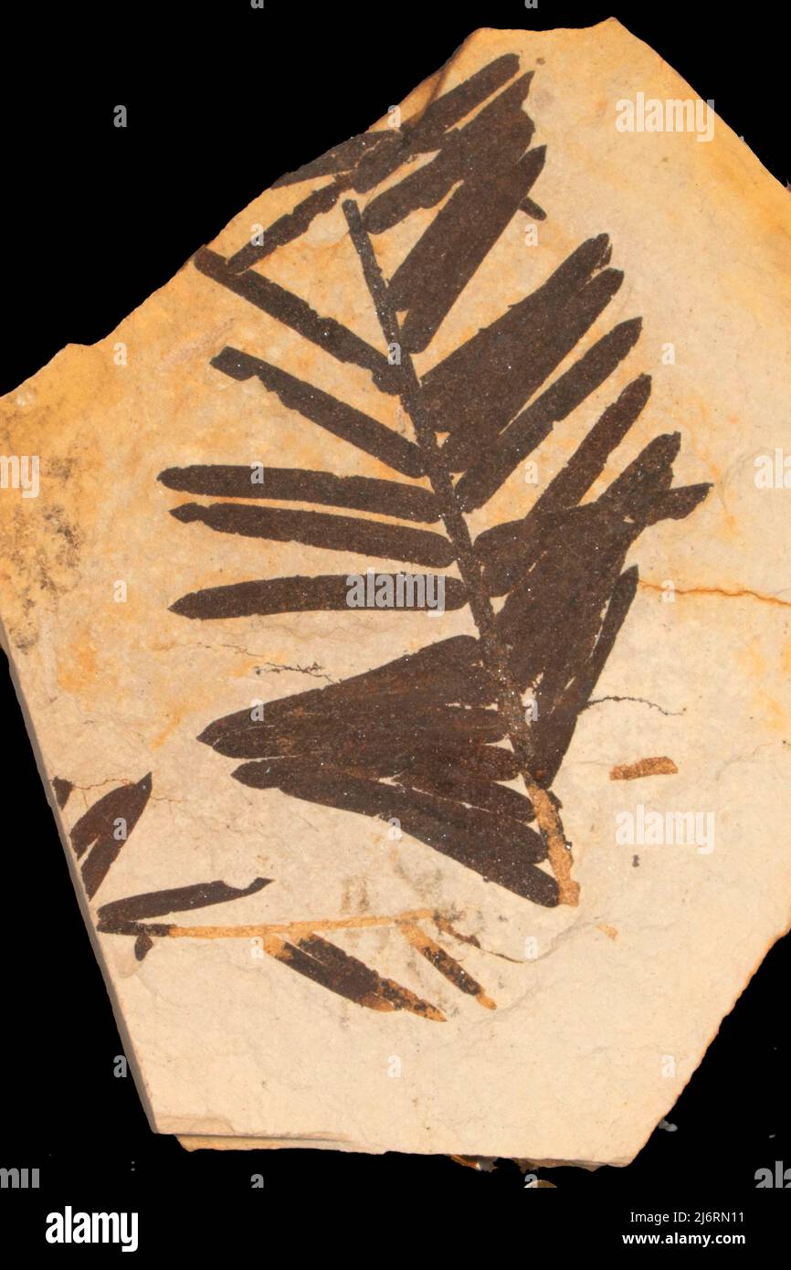 Dawn redwood (Metasequoia) needle leaf fossil at Thomas Condon ...