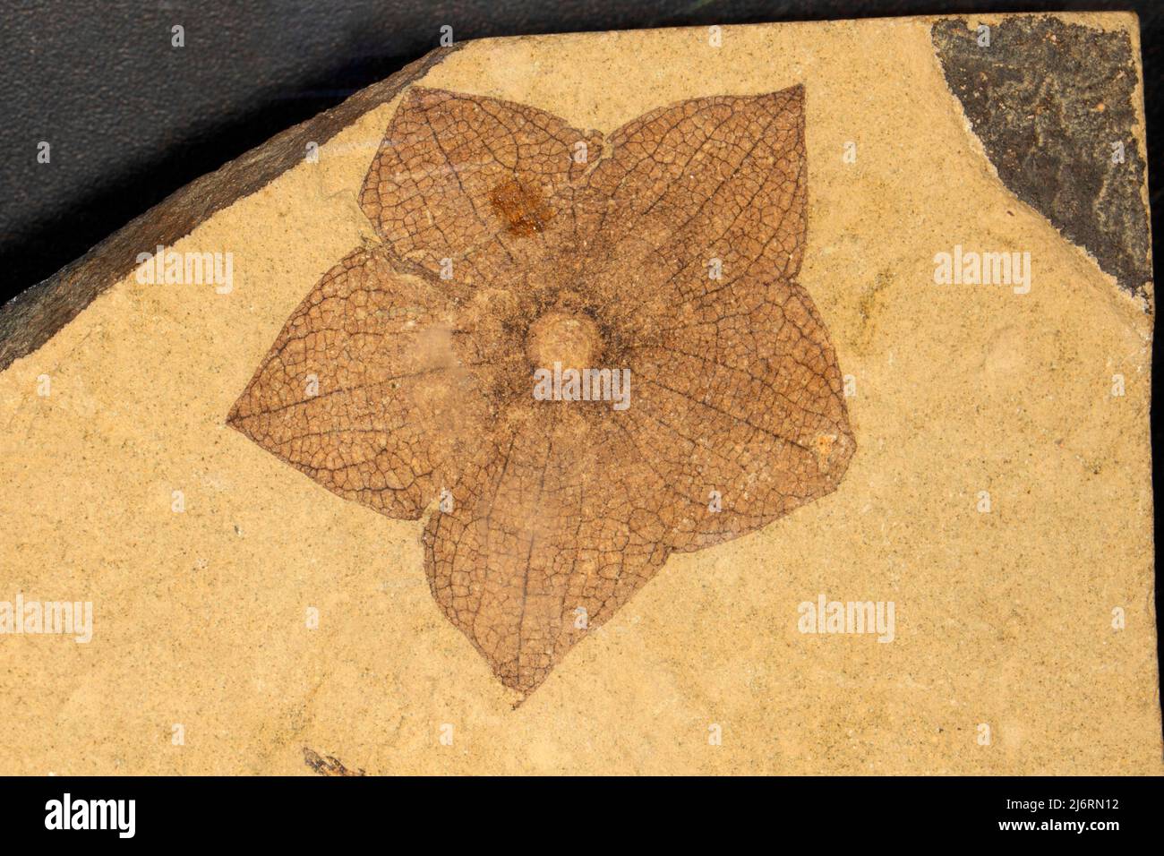 Chocolate family (Florrissantia speirii) flower fossil at Thomas Condon ...