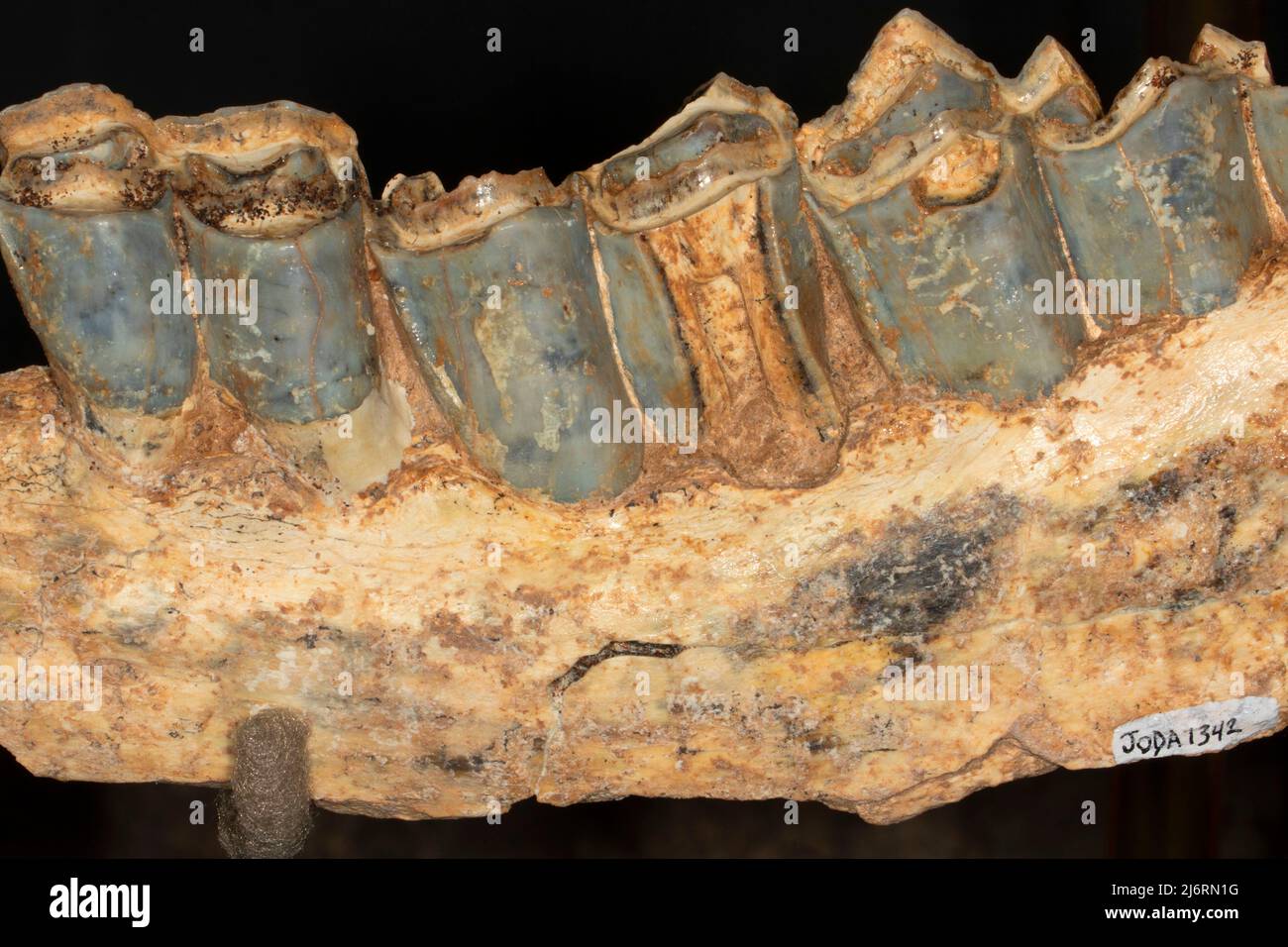 Camelid (Megatylopus) jaw fossil at Thomas Condon Paleontology Center ...