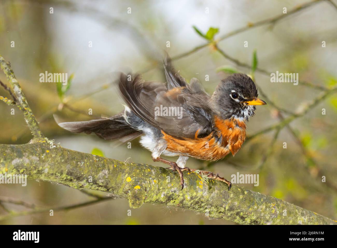 American robin (Turdus migratorius), Talking Water Gardens, Albany ...