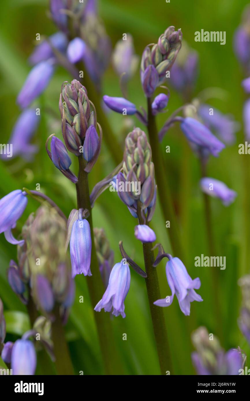 English bluebell (Hyacinthoides), Simpson Park, Albany, Oregon Stock ...
