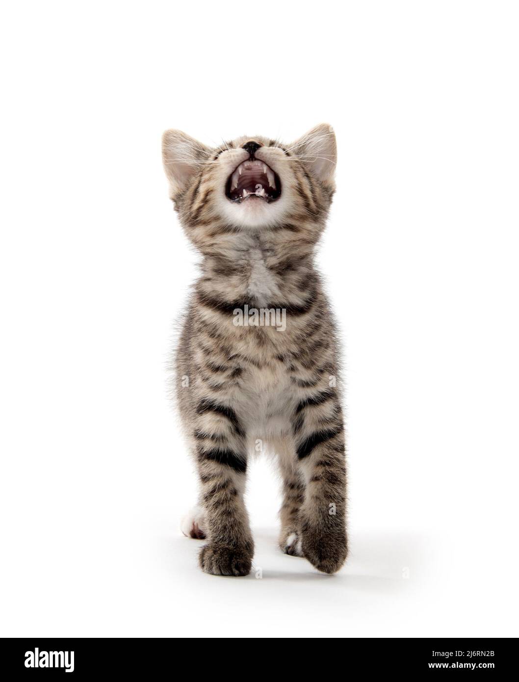 Cute tabby kitten looking up and crying isolated on white background ...