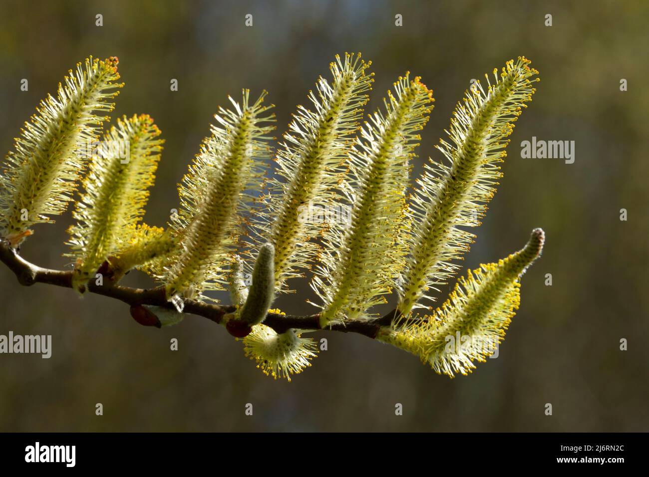 Willow catkins, Luckiamute Landing State Park, Oregon Stock Photo - Alamy