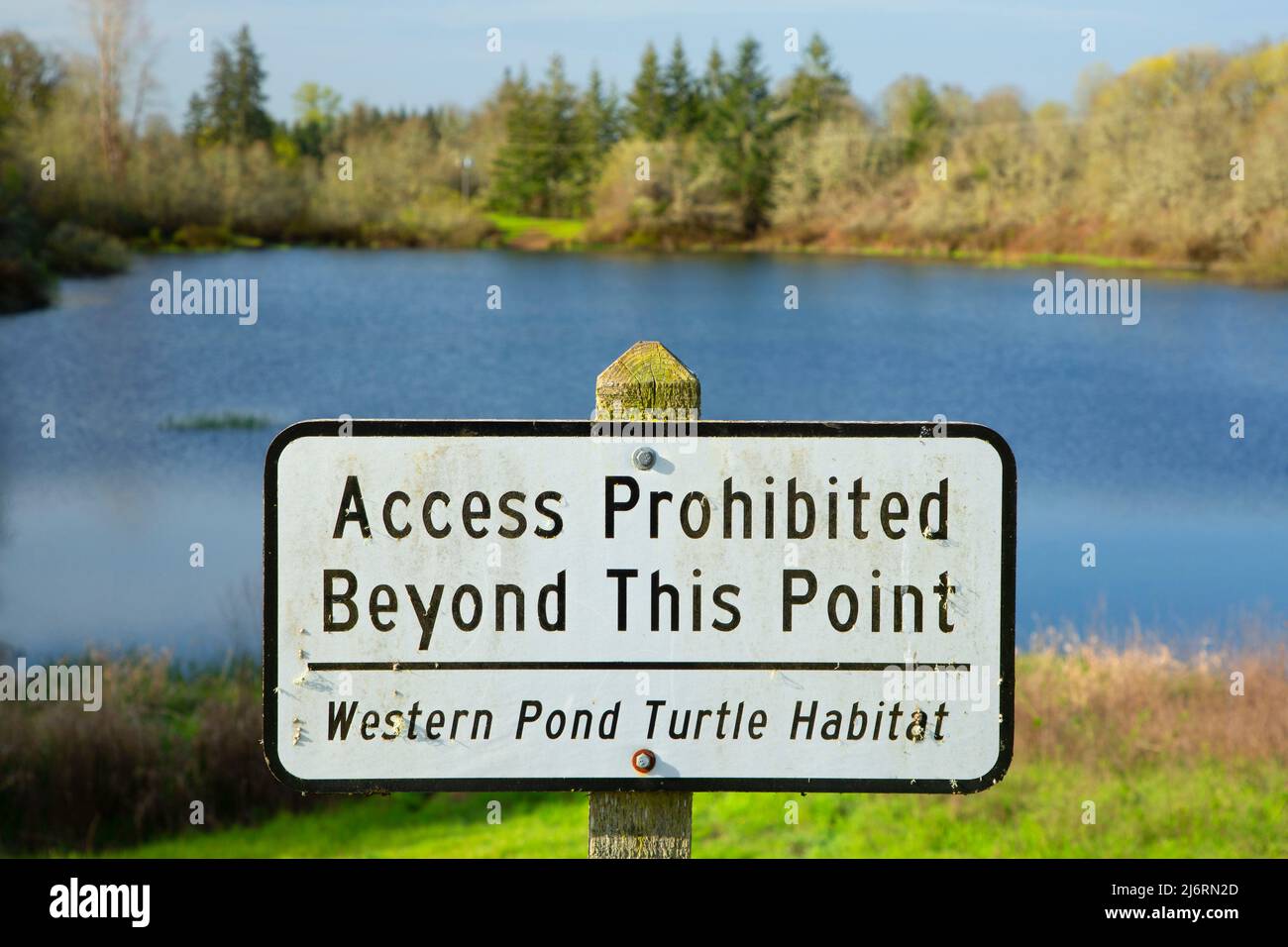 Western pond turtle pond, Luckiamute Landing State Park, Oregon Stock ...