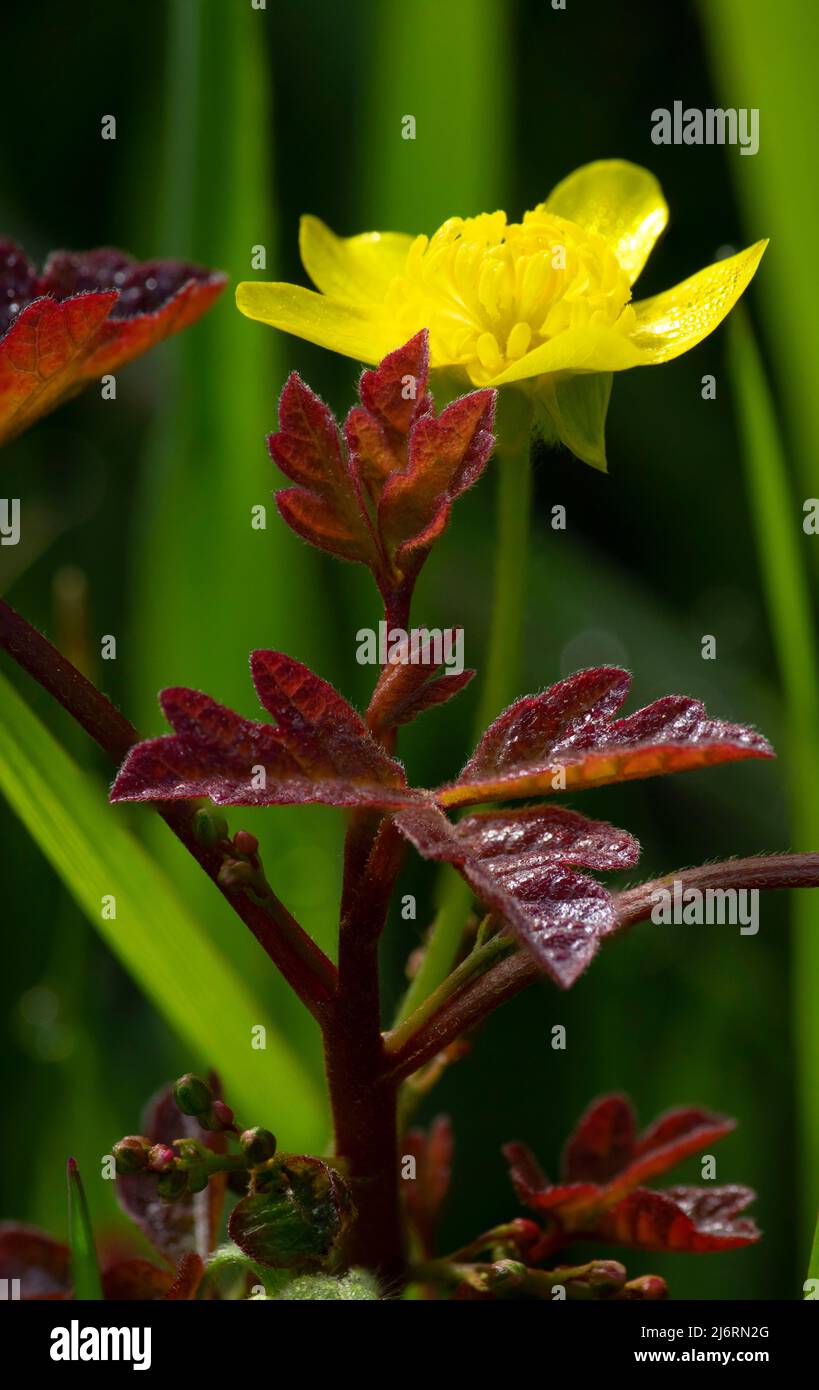 Buttercup with Poison oak (Toxicodendron diversilobum), Baskett Slough ...