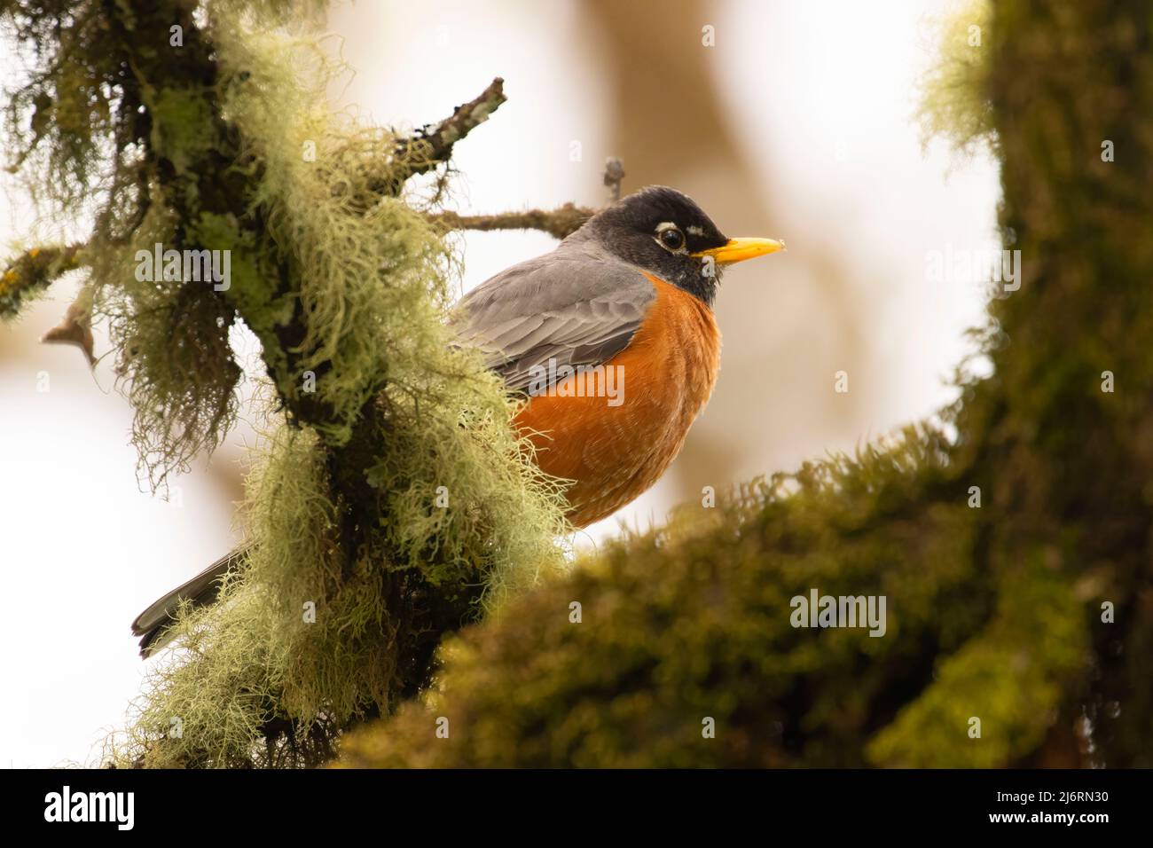American robin (Turdus migratorius), Baskett Slough National Wildlife ...