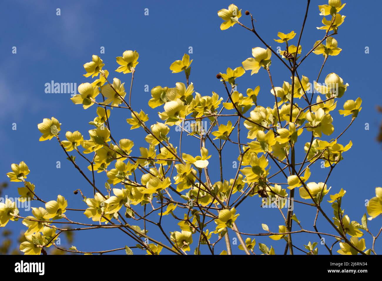 Pacific dogwood (Cornus nuttallii), Keizer Rapids Park, Keizer, Oregon ...