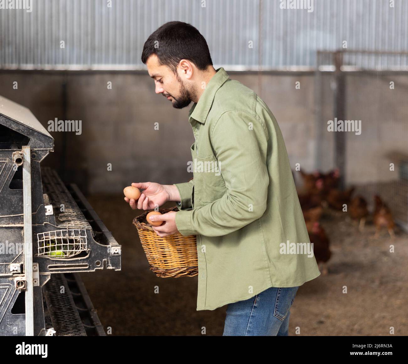 Farmer gathering fresh eggs inside hen house Stock Photo - Alamy