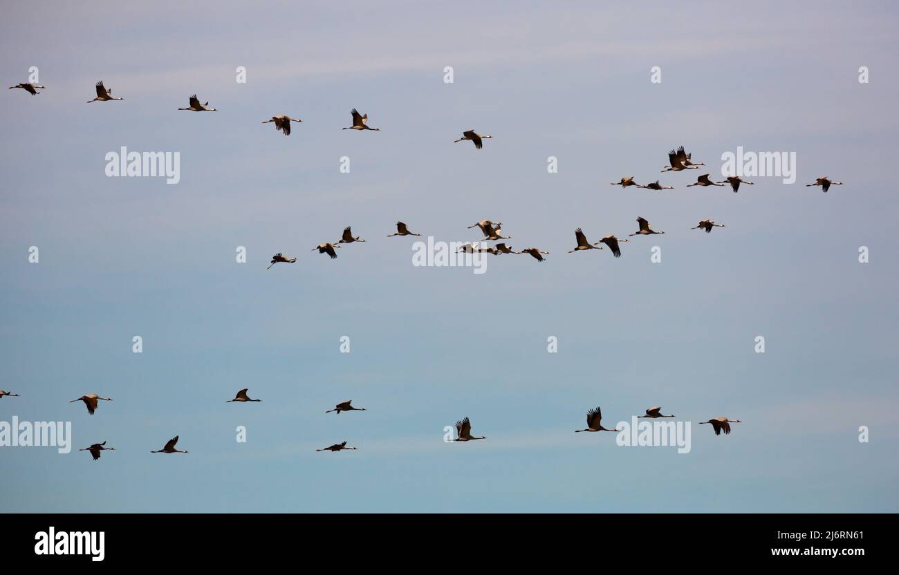 Flock of cranes flying Stock Photo - Alamy