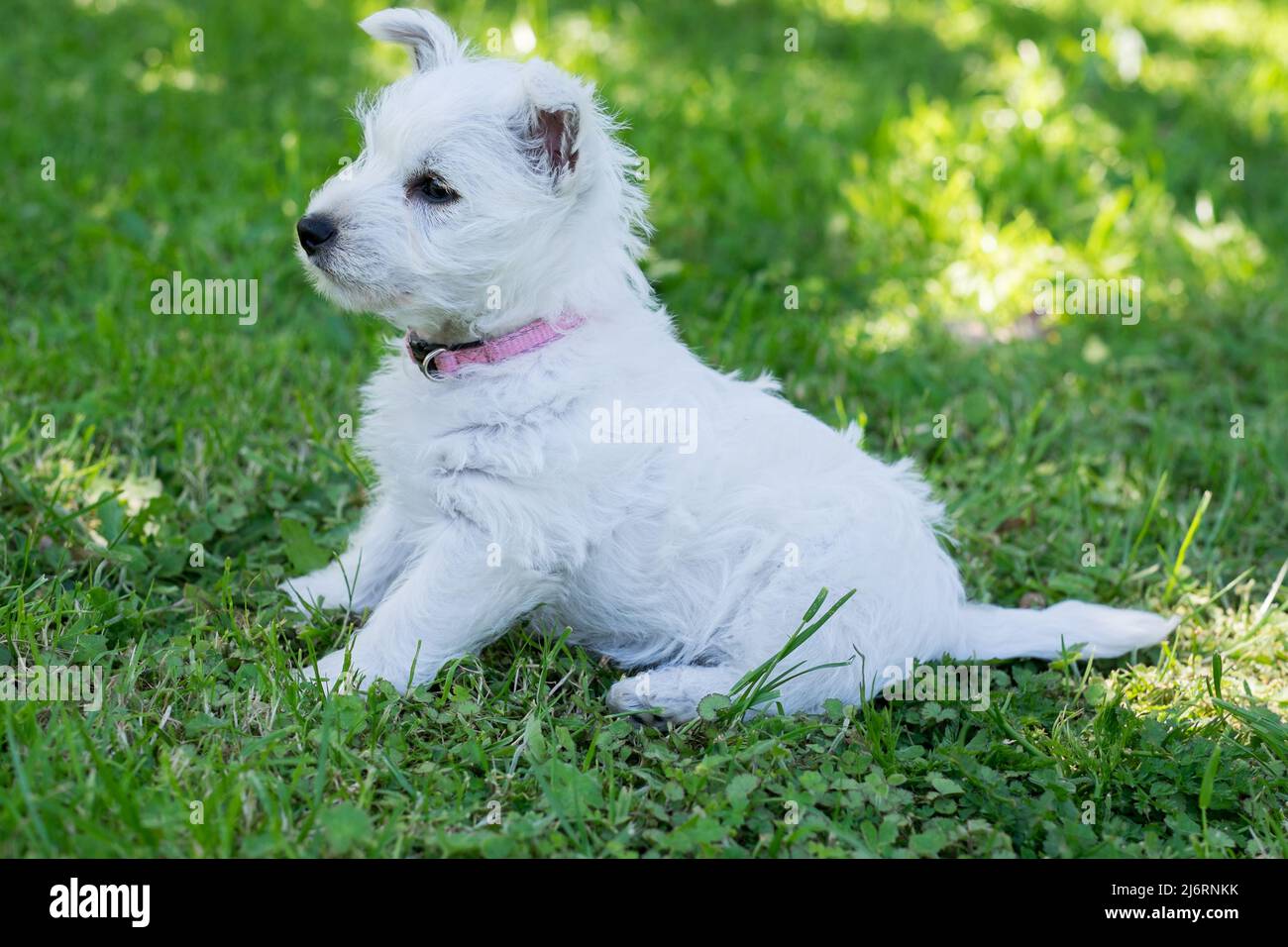 Westie in the grass hi-res stock photography and images - Alamy