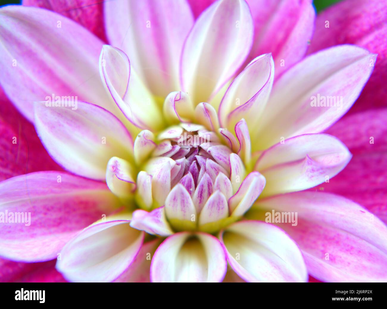 Dahlia hypnotica hi-res stock photography and images - Alamy
