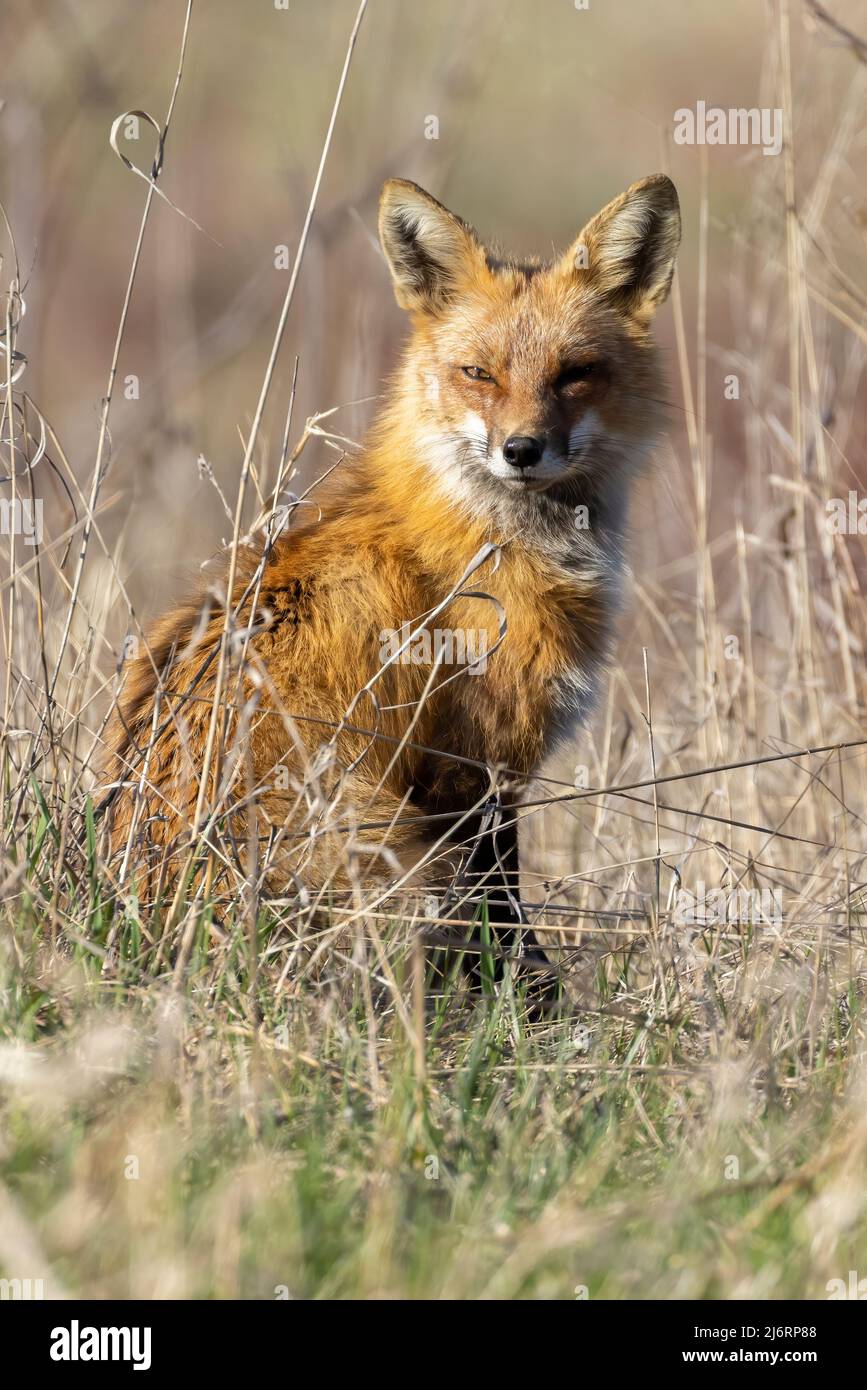 Canine fox red fox red fur wild dog wildlife hunting hi-res stock ...