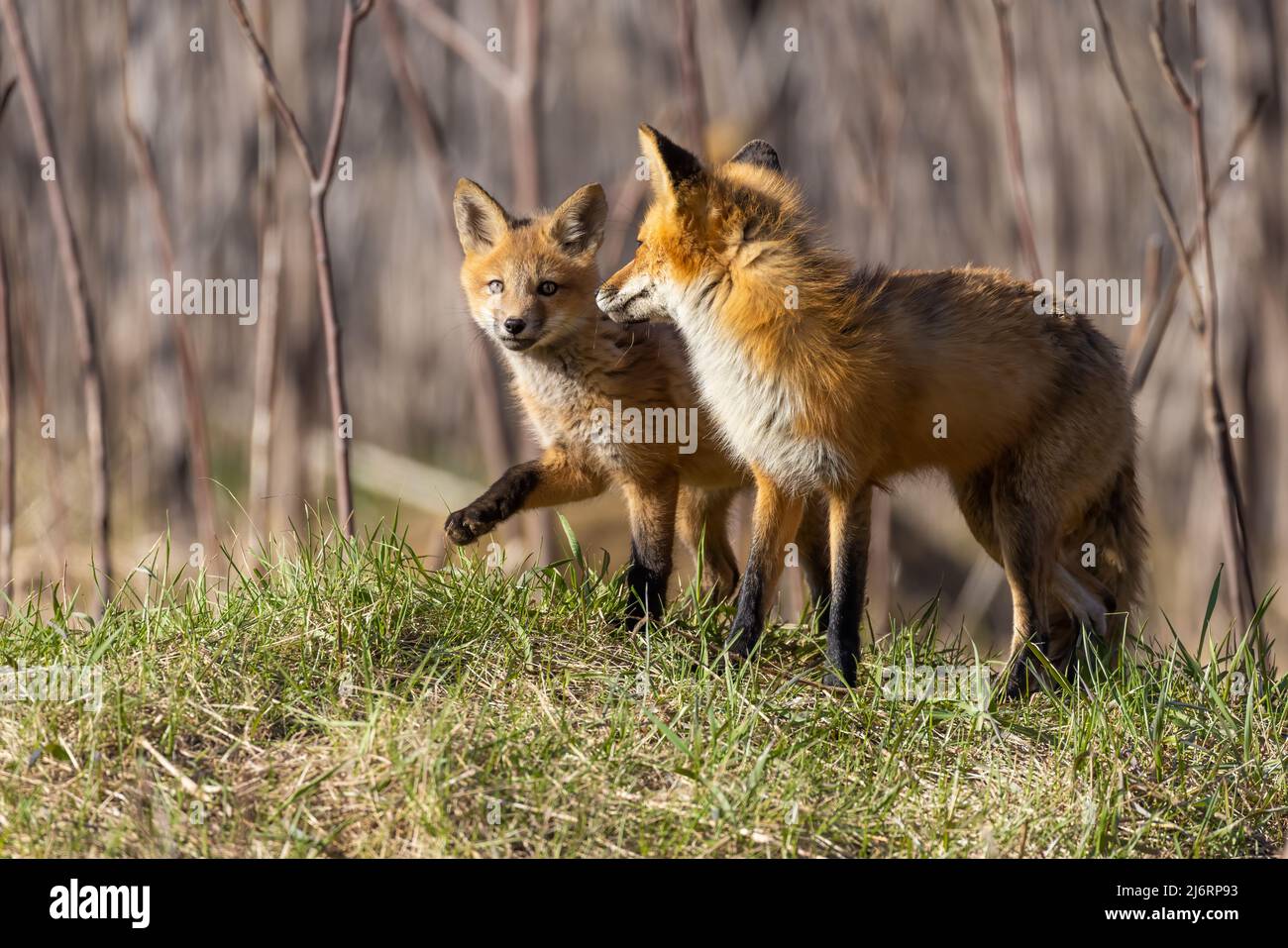 Red fox family in spring Stock Photo - Alamy