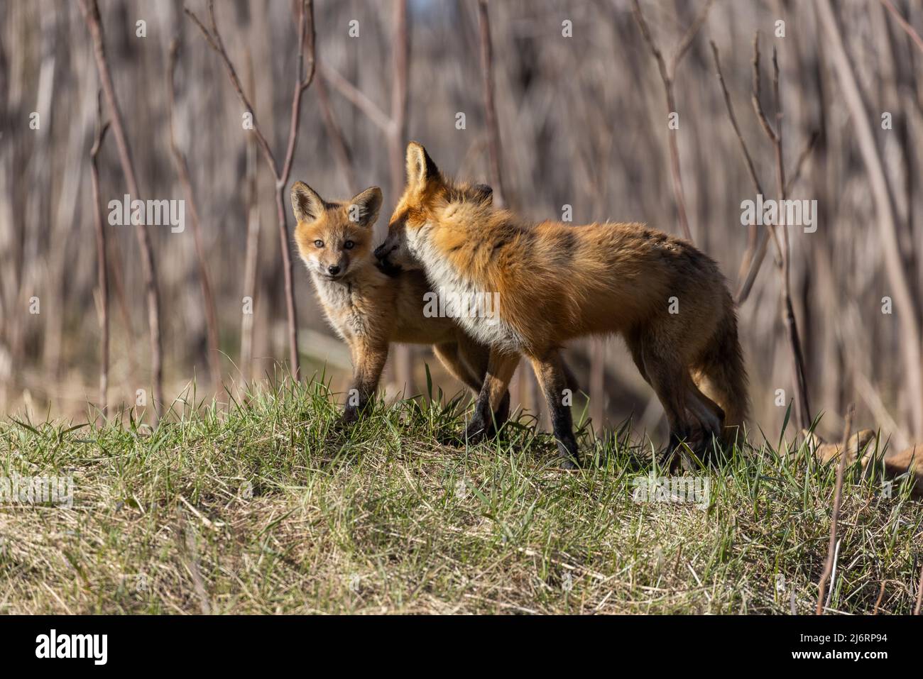 Red fox family in spring Stock Photo - Alamy