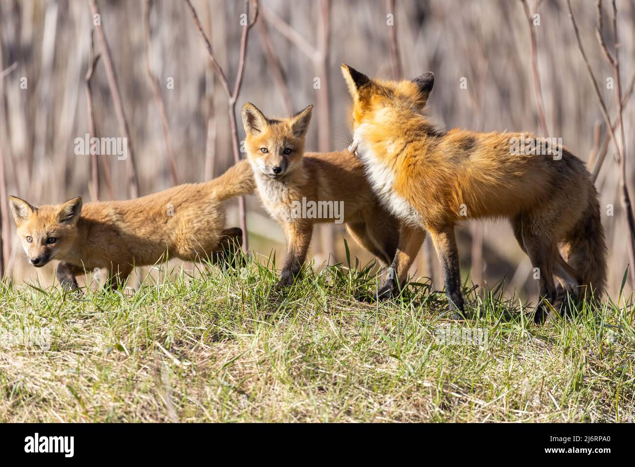 Red fox cub in snow hi-res stock photography and images - Alamy