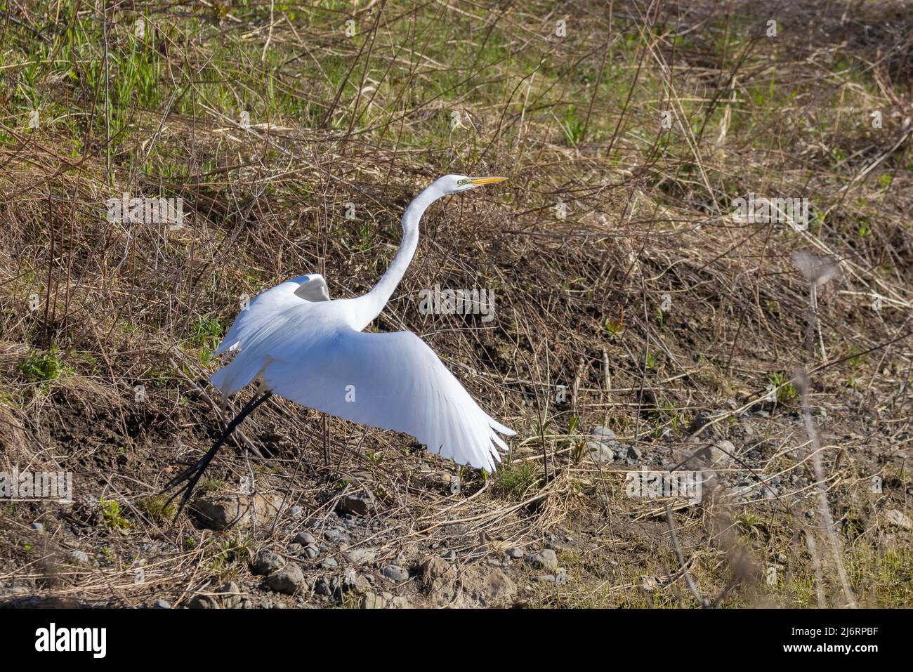 great egret (Ardea alba), also known as the common egret, large egret ...