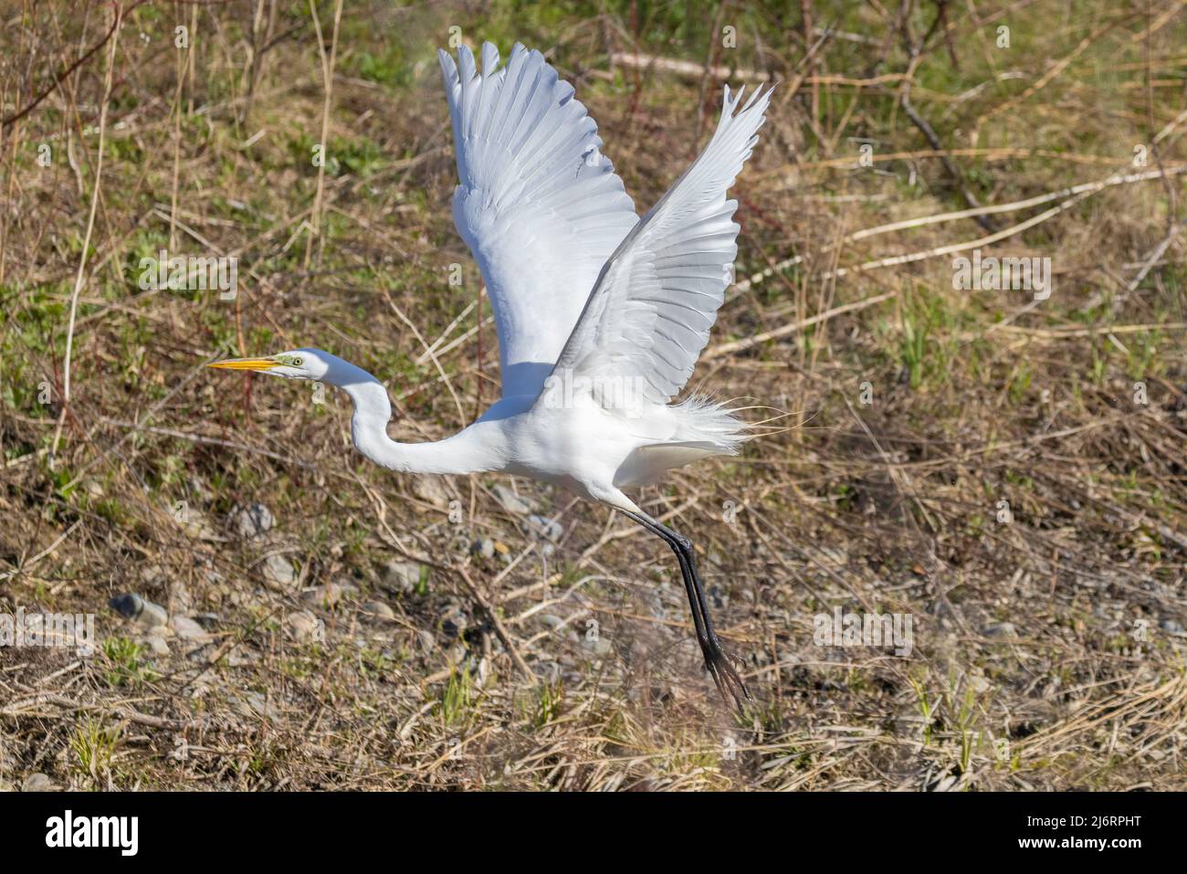 great egret (Ardea alba), also known as the common egret, large egret ...