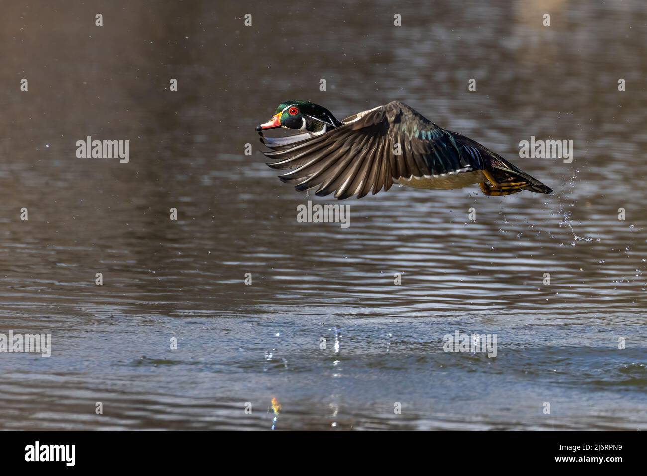 Drake wood duck in flight hi-res stock photography and images - Alamy