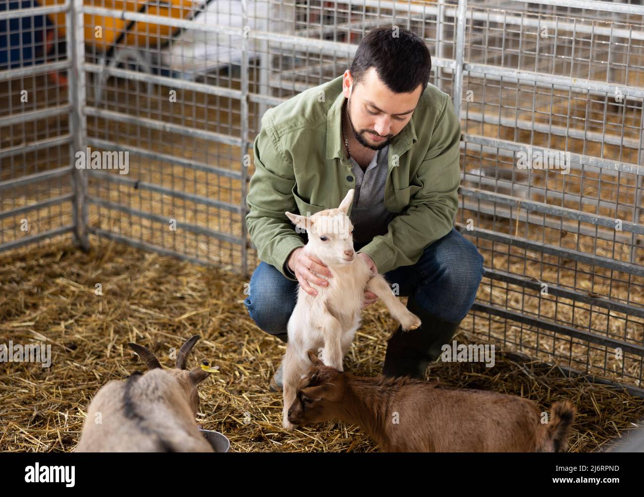 Positive male farmer taking care of goatlings Stock Photo - Alamy