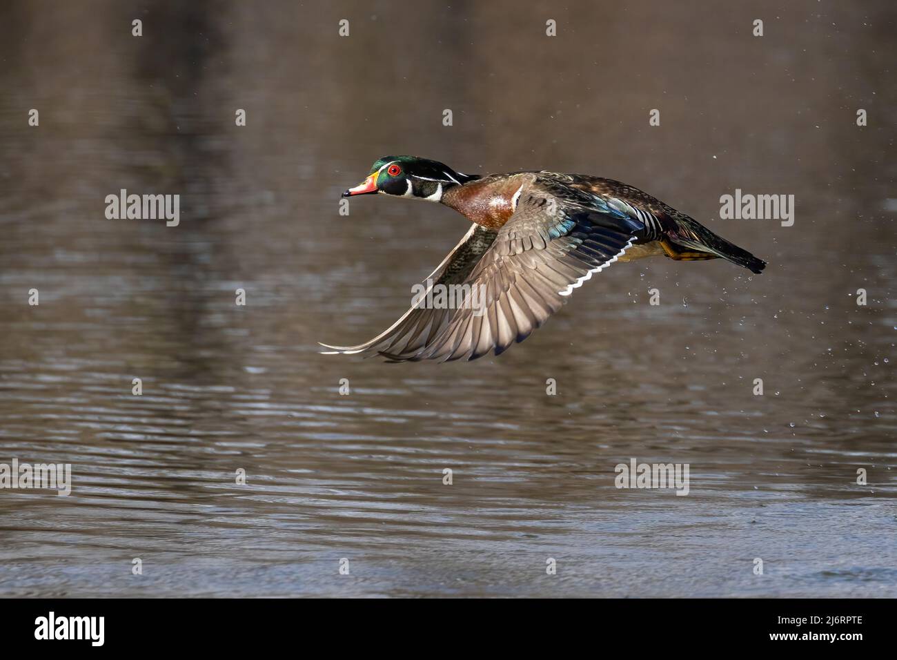 Wood duck drake in flight Stock Photo - Alamy