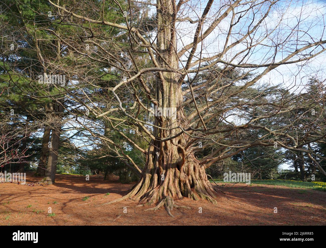 A large tree with the unique bark of Dawn Redwood, also known as ...