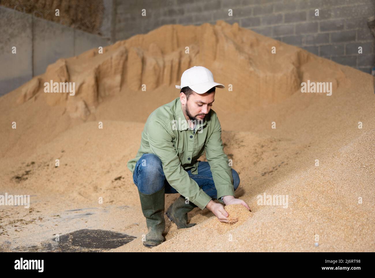 Farmer checking quality of soybean hulls for livestock feeding Stock ...