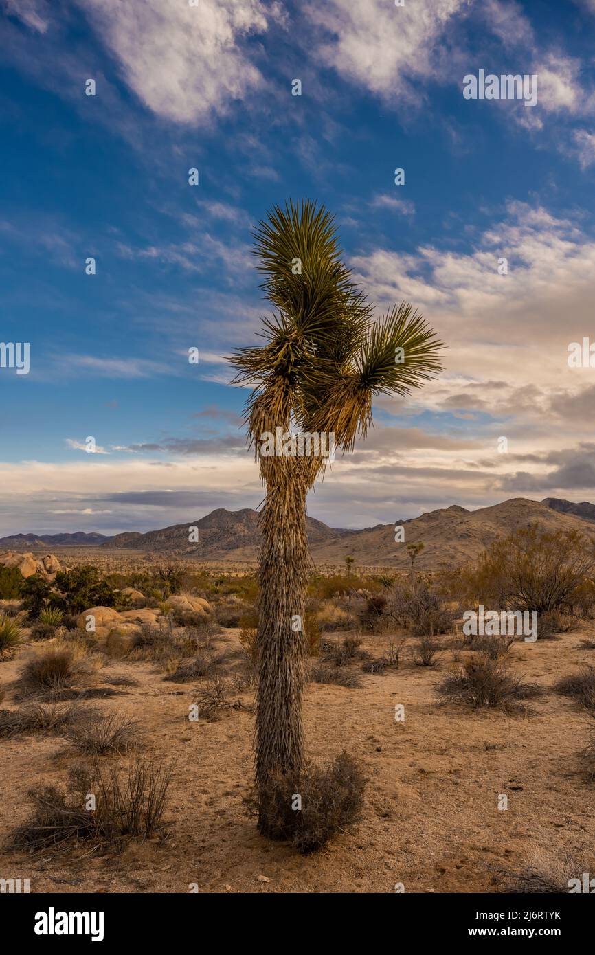 Single Young Joshua Tree Grows Below A Clearing Storm Sky in late ...