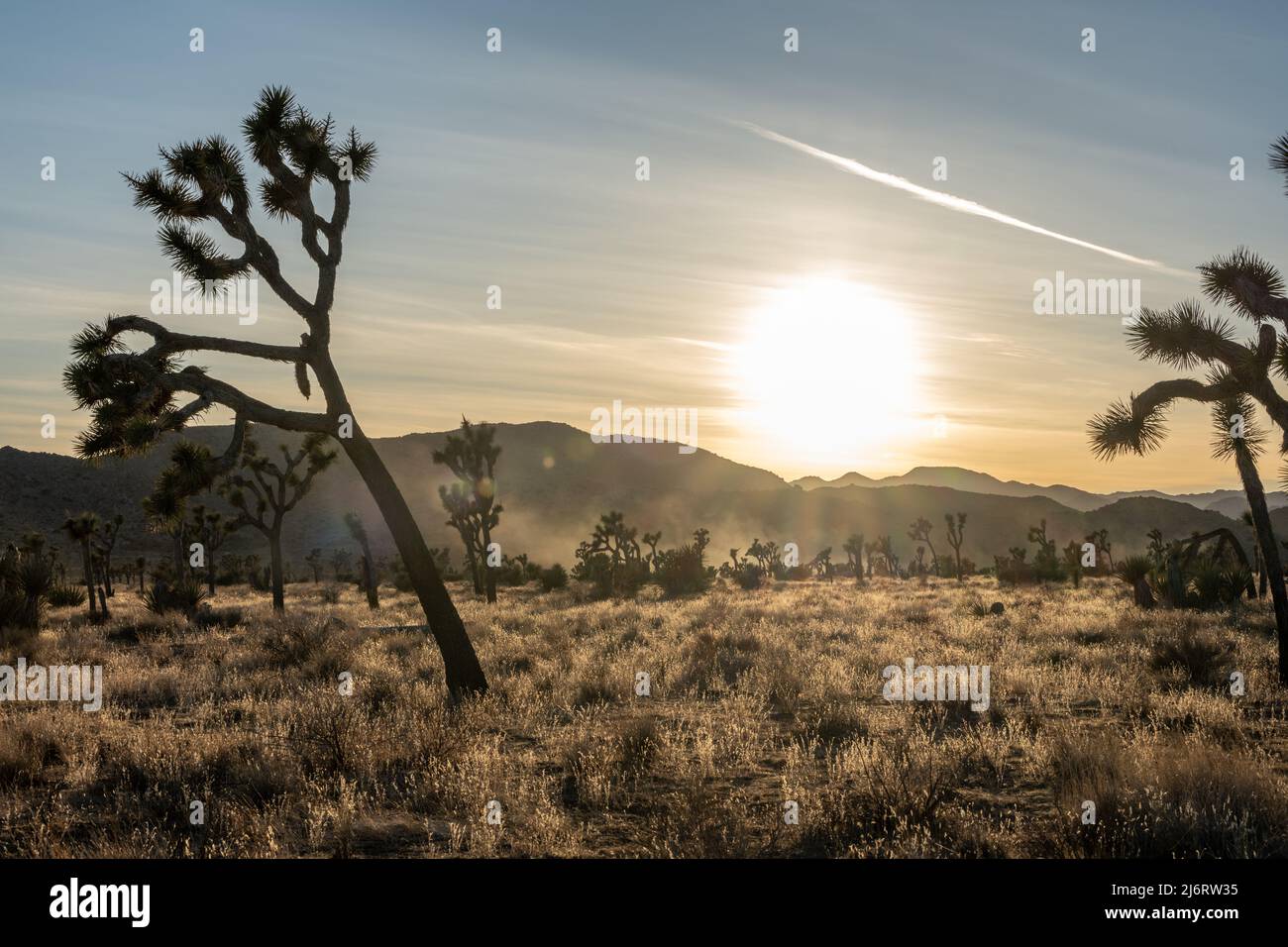 Sun Begins To Set As Dust Rises Behind Silhouettes Of Joshua Trees at ...