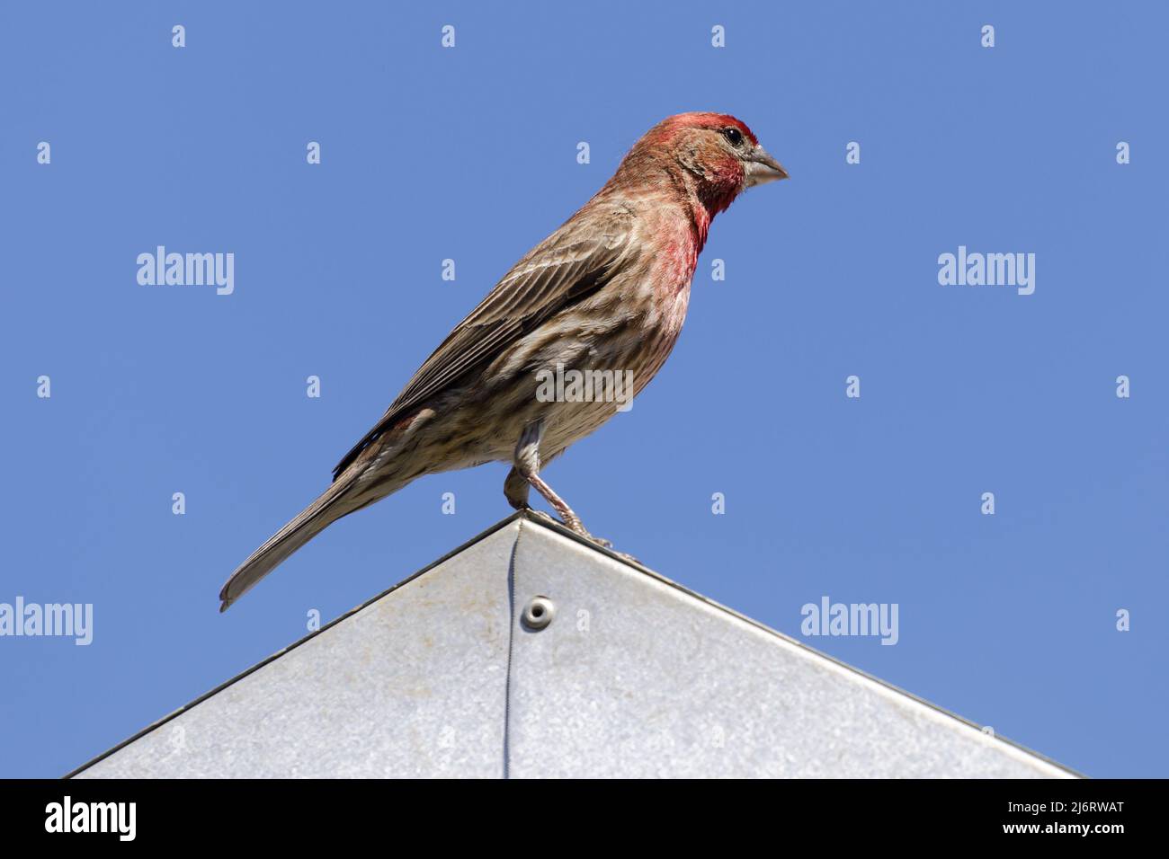 California house finch hi-res stock photography and images - Alamy