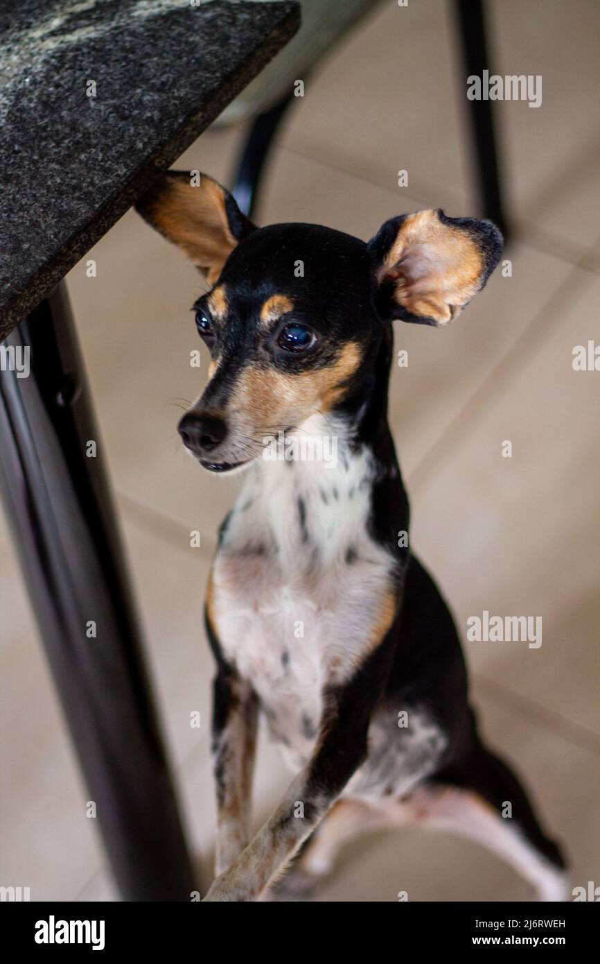 Are Brazilian Terriers Intelligent Dogs