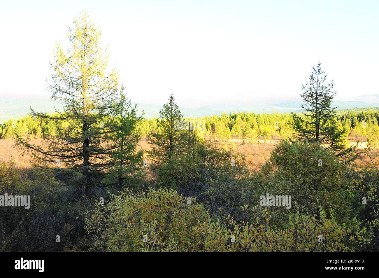 A look through the pine trees at the sun-drenched tundra in early ...