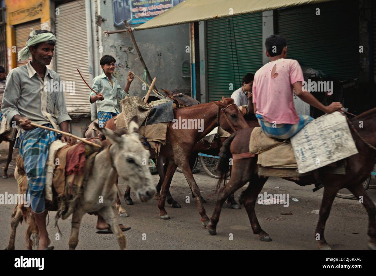 Men riding mules down the street in Varanasi, Uttar Pradesh, India ...