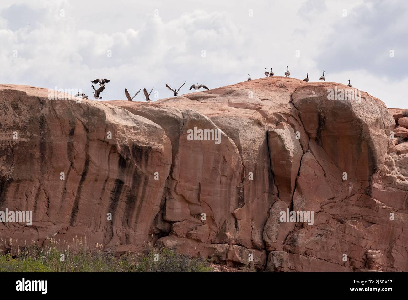 Canada geese, Labyrinth Canyon, Utah Stock Photo - Alamy