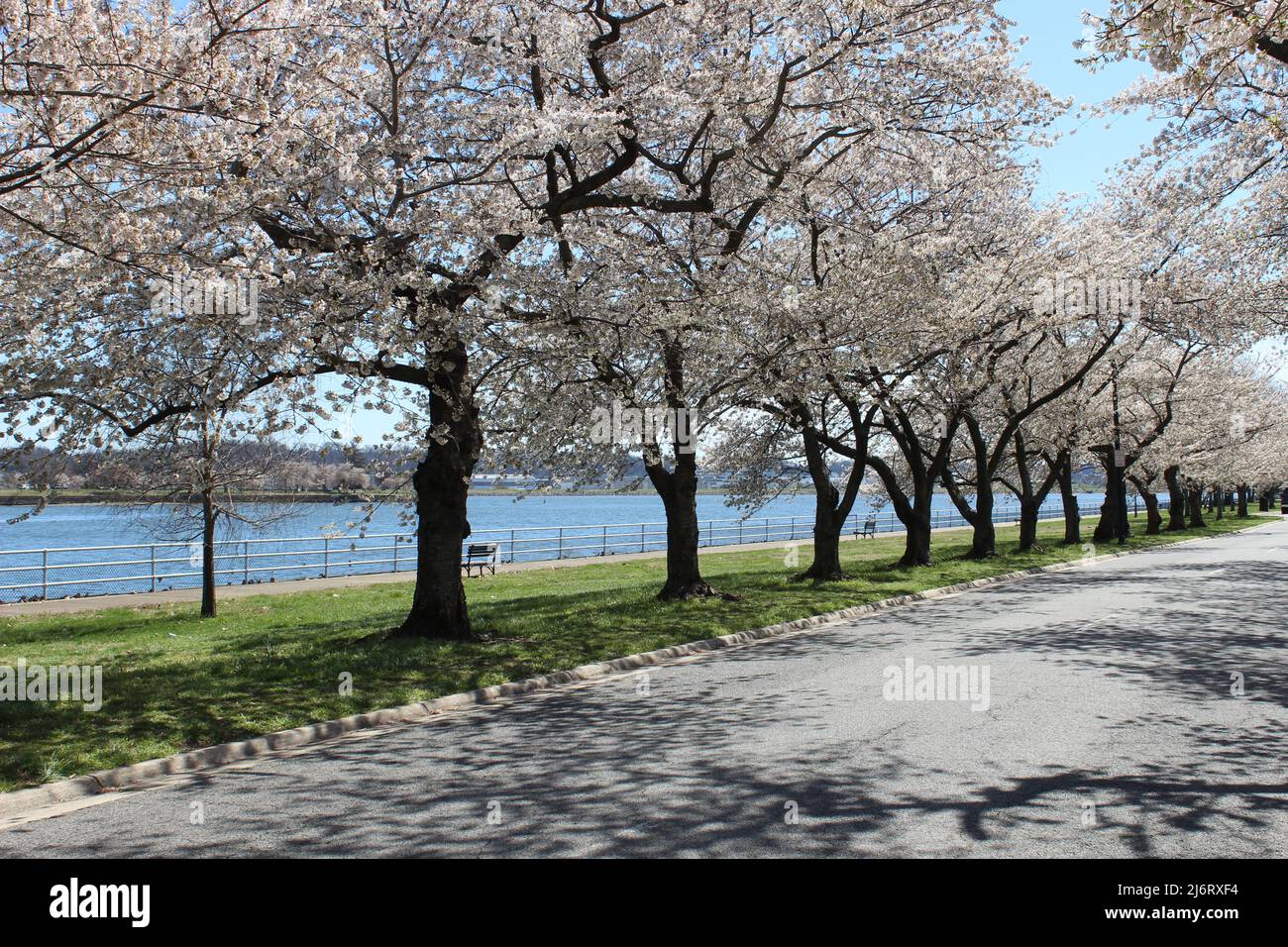 Sunny Pink Cherry Blossom Trees Washington DC Waterfront Street Stock ...