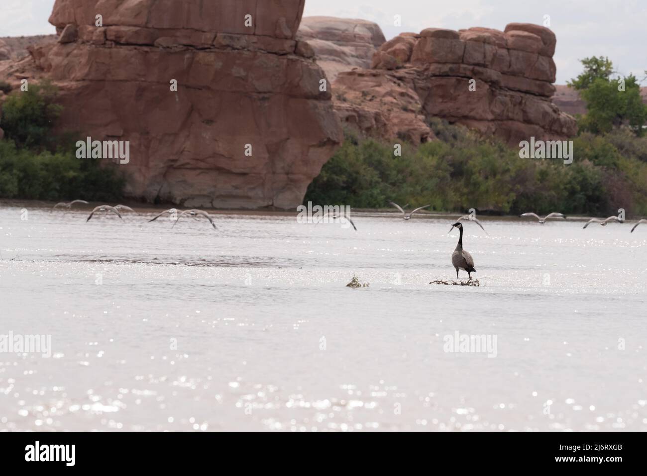 Utah fauna hi-res stock photography and images - Alamy