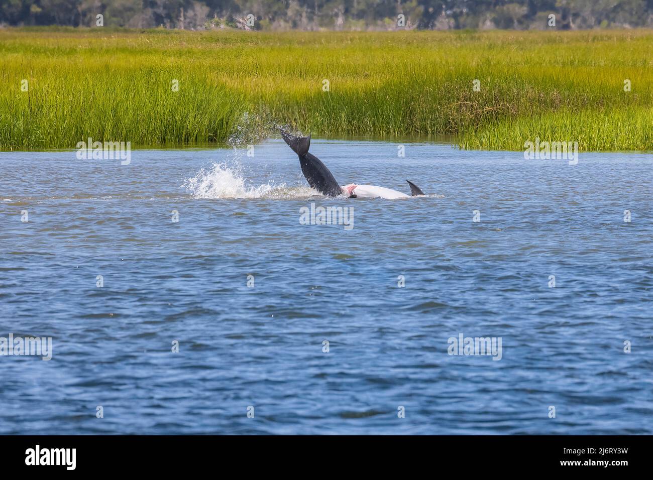 common bottlenose dolphin or Atlantic bottlenose dolphin (Tursiops ...