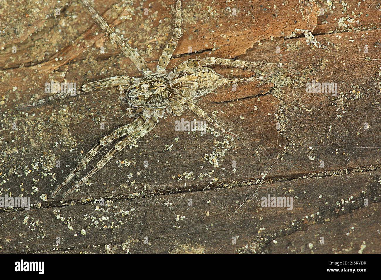 Anoteropsis hi-res stock photography and images - Alamy