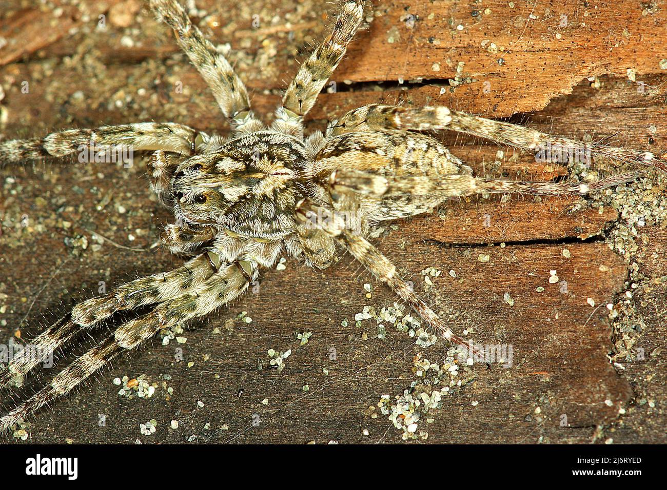 Anoteropsis hi-res stock photography and images - Alamy