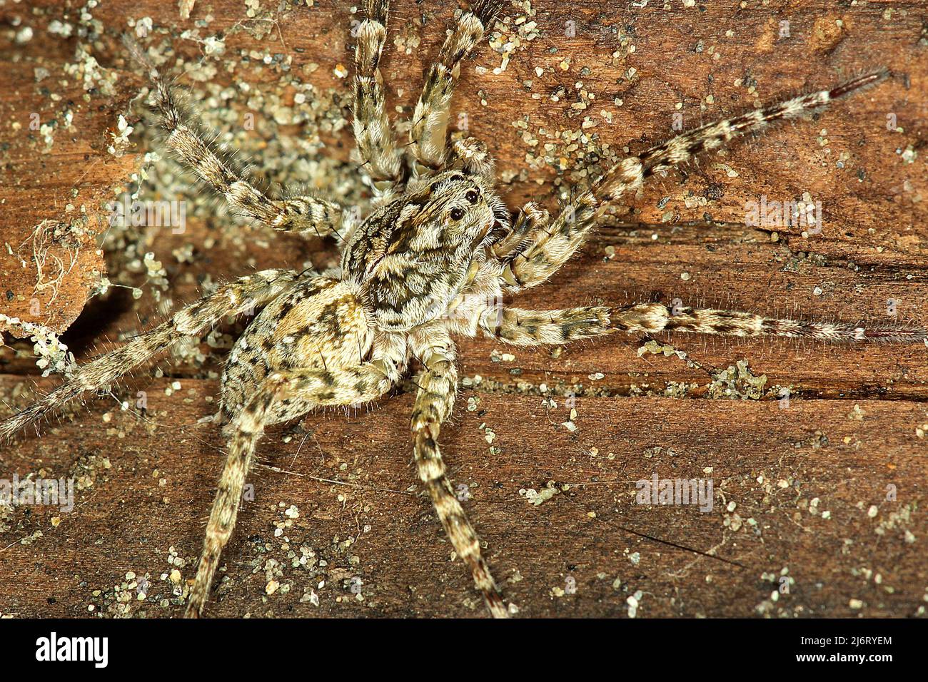 Sand dune wolf spider (Anoteropsis litoralis Stock Photo - Alamy