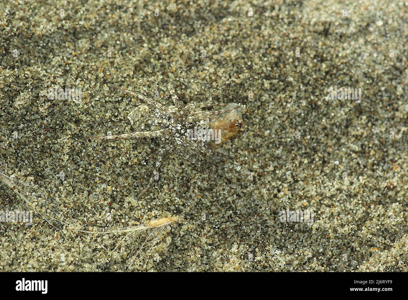 Dune wolf spider hi-res stock photography and images - Alamy