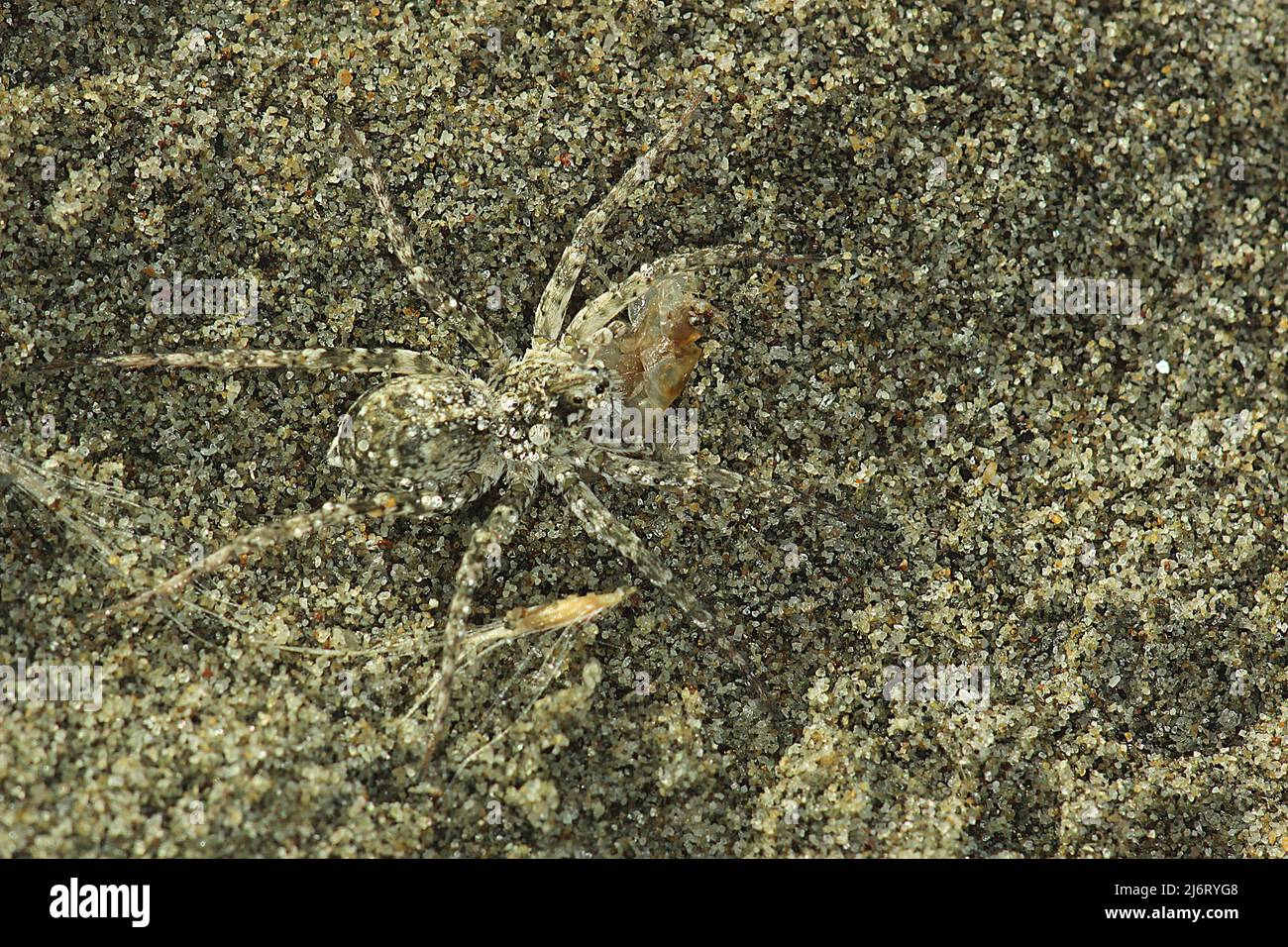 Sand dune wolf spider (Anoteropsis litoralis Stock Photo - Alamy
