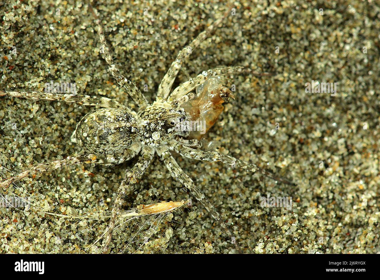 Anoteropsis hi-res stock photography and images - Alamy